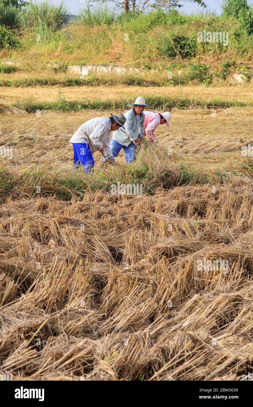 Traditional farming methods hi-res stock photography and images - Alamy