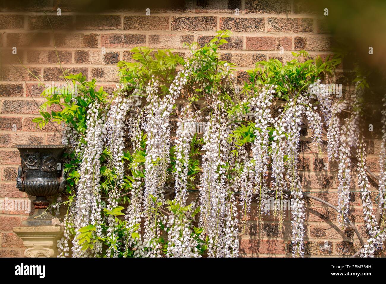 natural background with spring flowers Stock Photo - Alamy