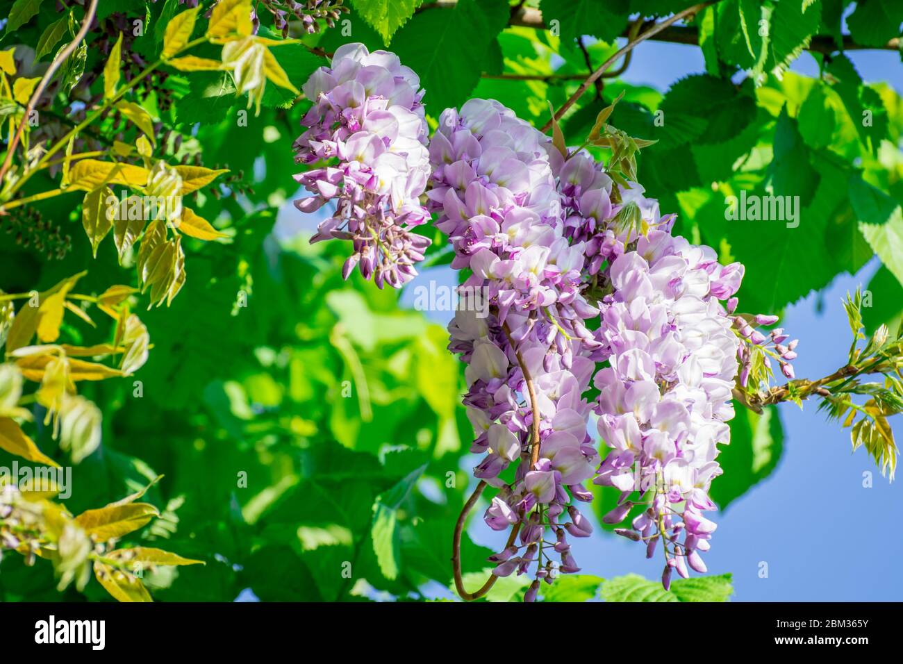 natural background with spring flowers Stock Photo - Alamy