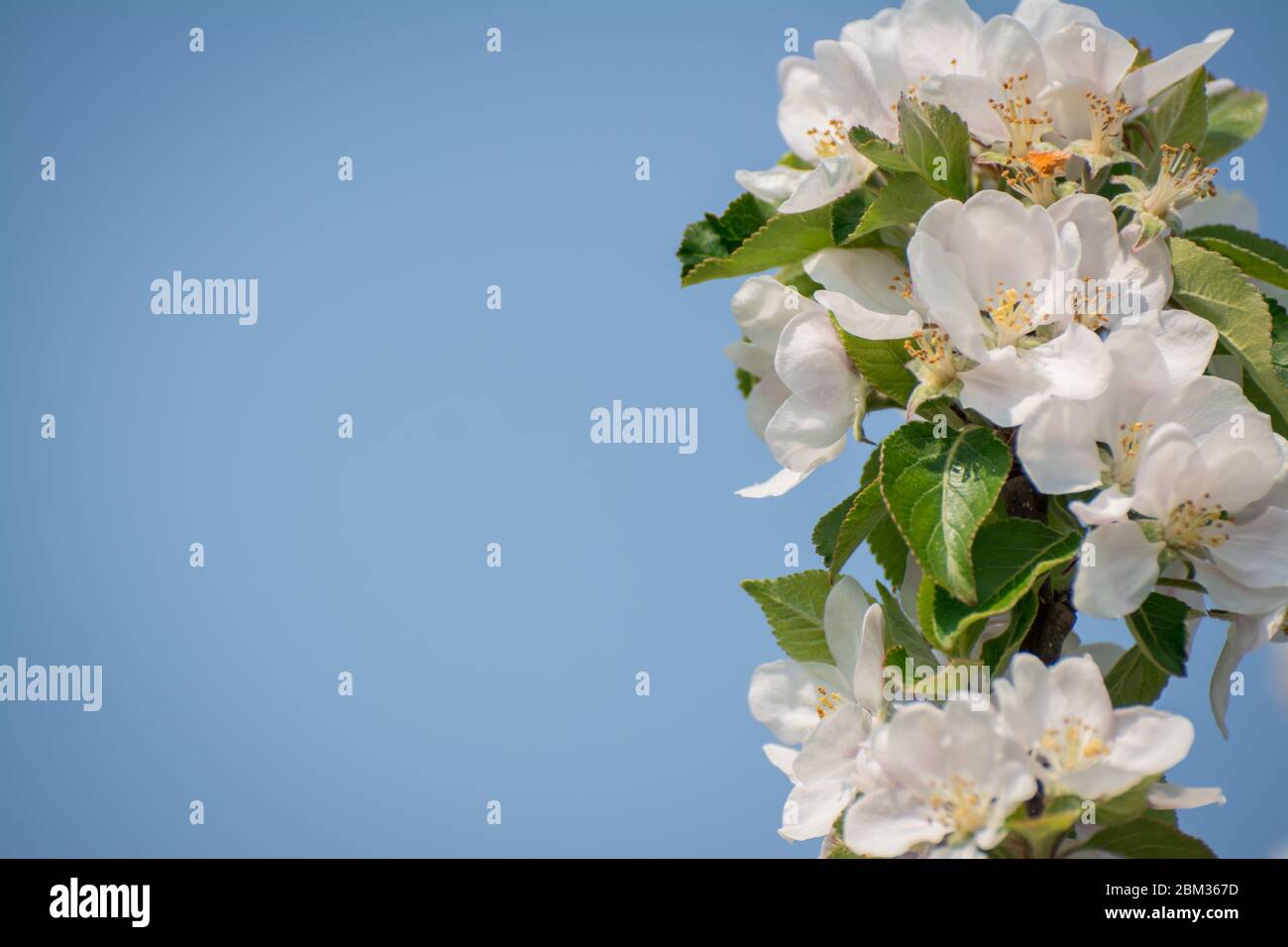 natural background with spring flowers Stock Photo - Alamy