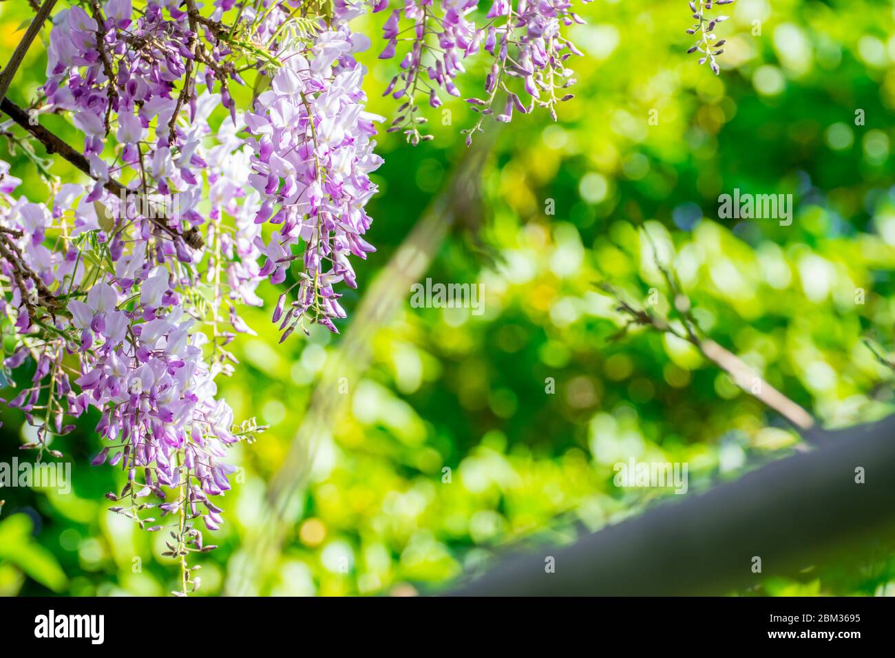 natural background with spring flowers Stock Photo - Alamy