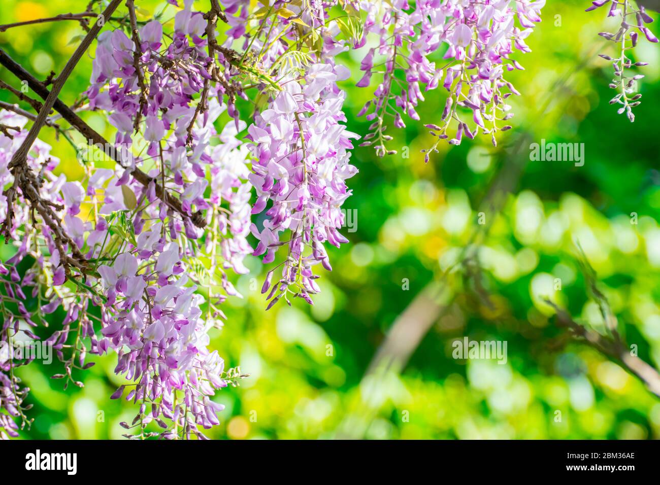 natural background with spring flowers Stock Photo - Alamy