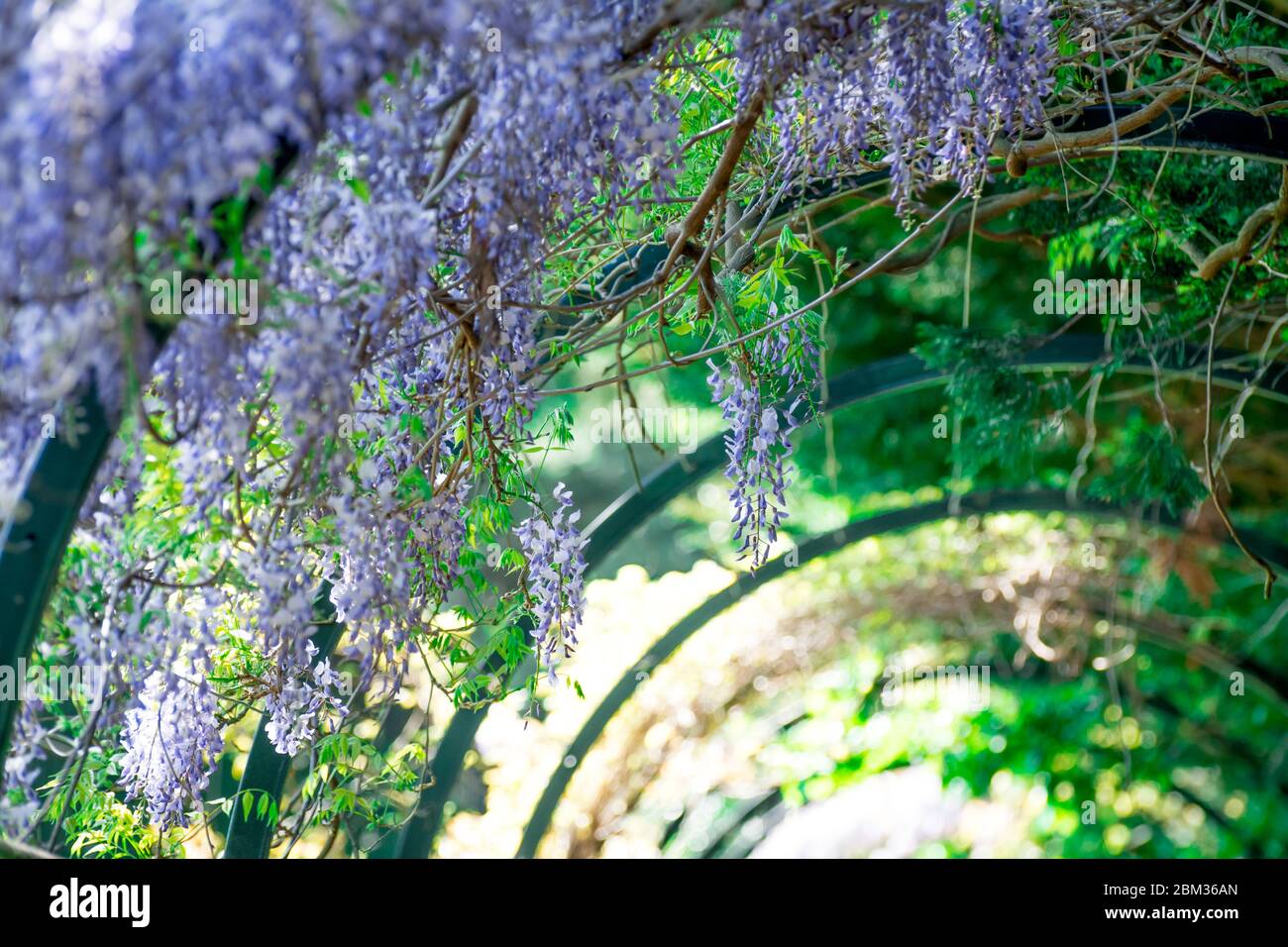 natural background with spring flowers Stock Photo - Alamy