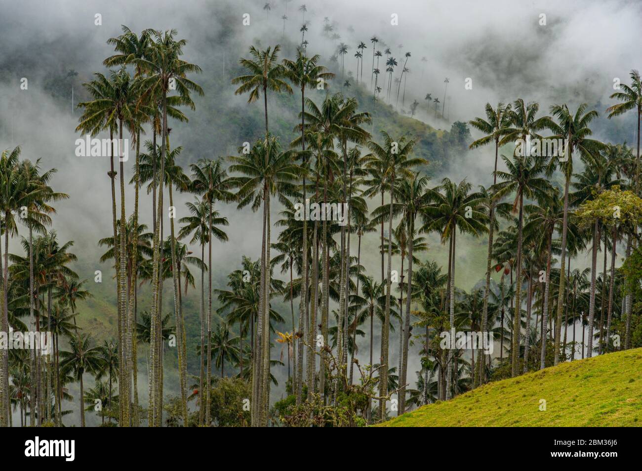 Wax Palm Trees in Cocora Valley Colombia Salento cloud forest tall ...