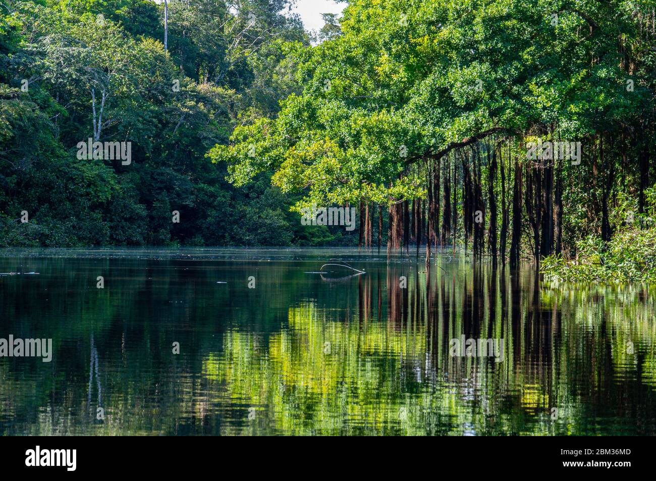 Amazon River Yana Yakku Yacu reflection in the water rainforest Stock ...