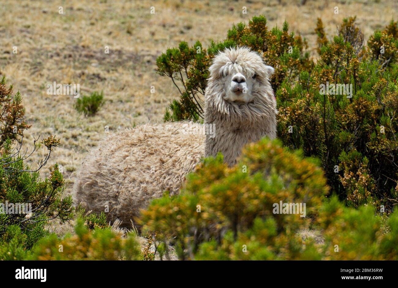 Alpaca in the Peruvian Andes looking cute Stock Photo - Alamy