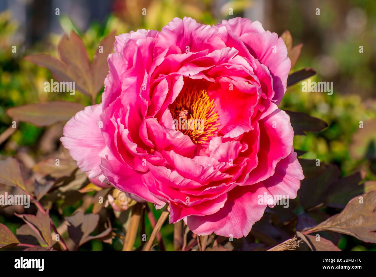 natural background with spring flowers Stock Photo - Alamy