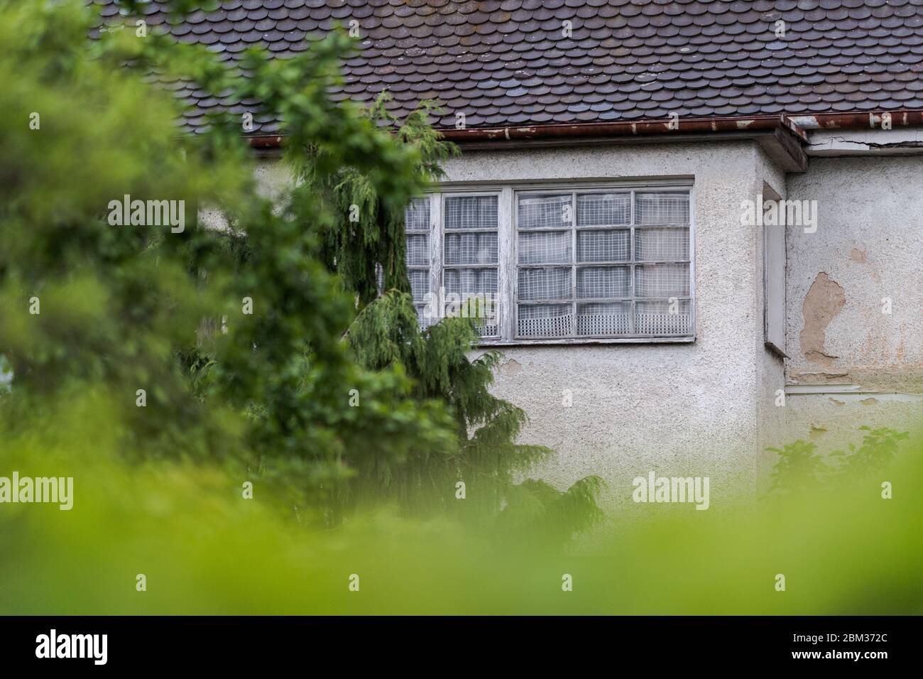 Looking over green hedge to big window with curtains of old abandoned ...