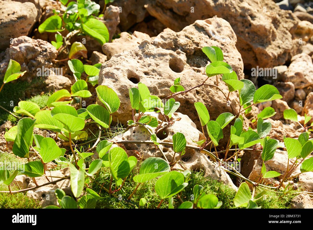 Island vegetation growing on the shoreline around a sea rock on a ...