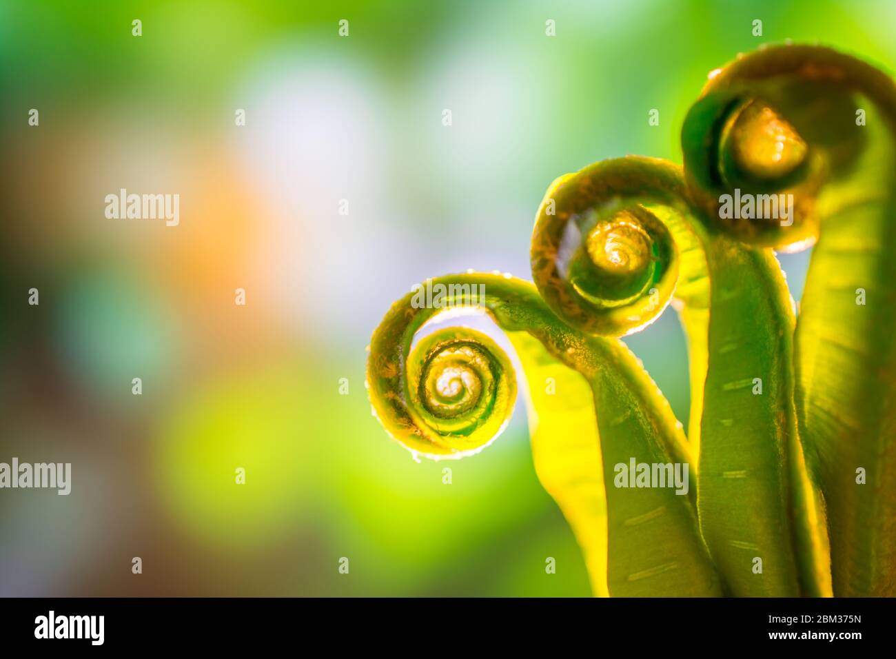 beautiful spring fern leaves background Stock Photo - Alamy