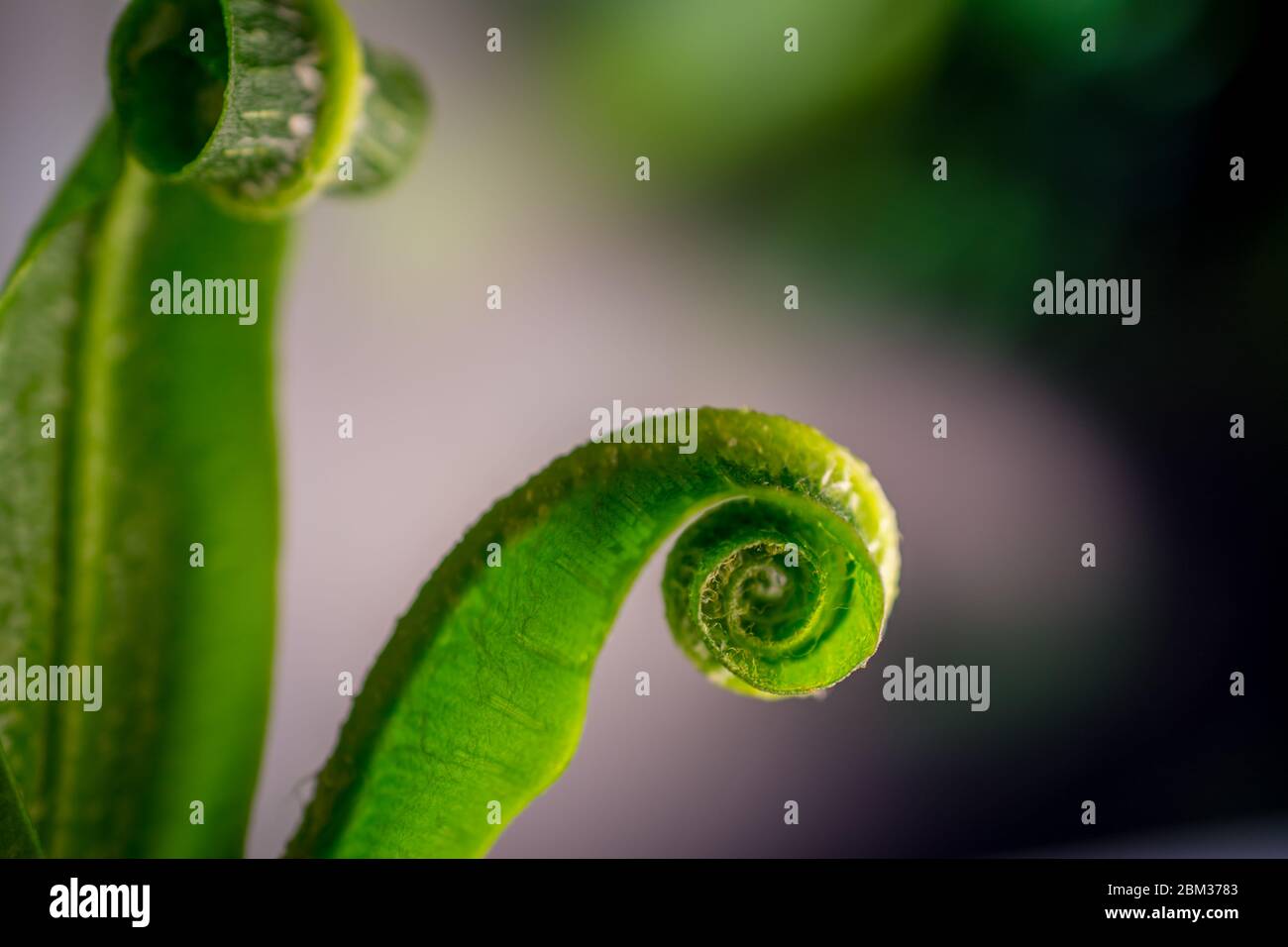 beautiful spring fern leaves background Stock Photo - Alamy