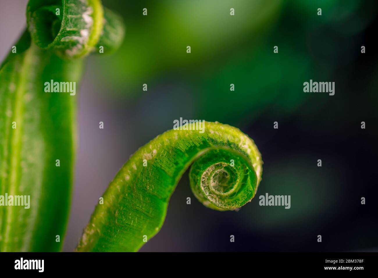 beautiful spring fern leaves background Stock Photo - Alamy