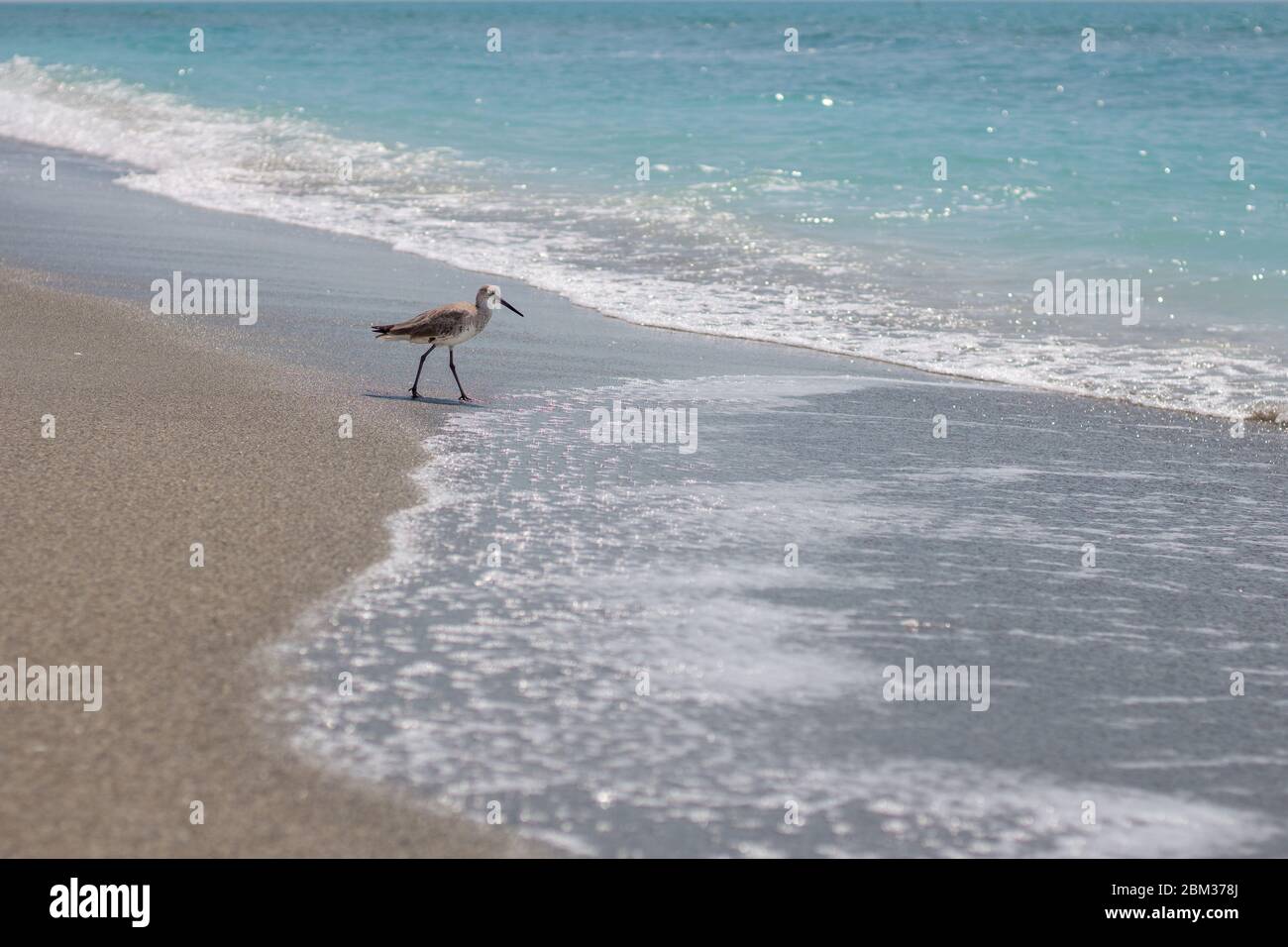Florida bird of paradise hi-res stock photography and images - Alamy