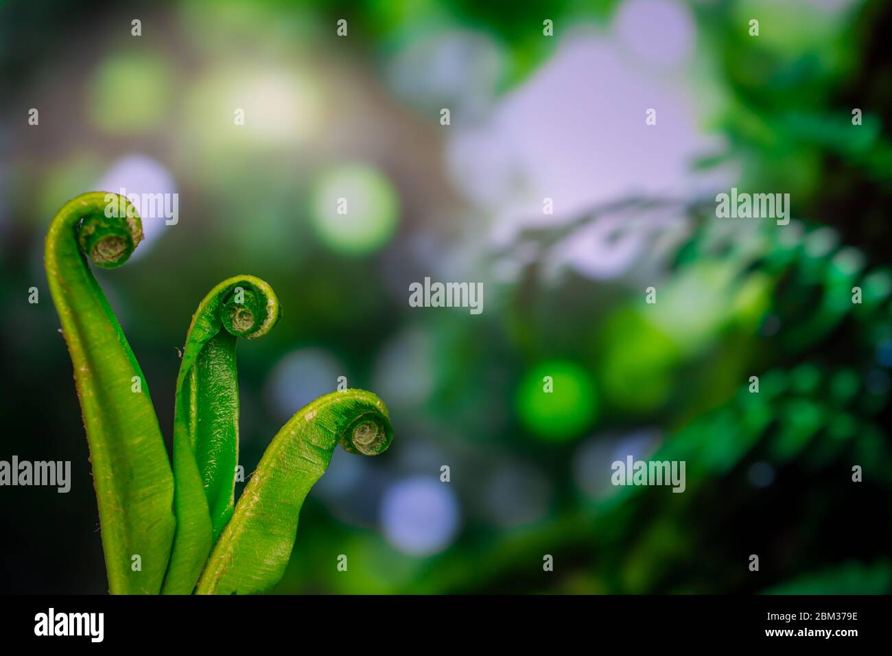 beautiful spring fern leaves background Stock Photo - Alamy