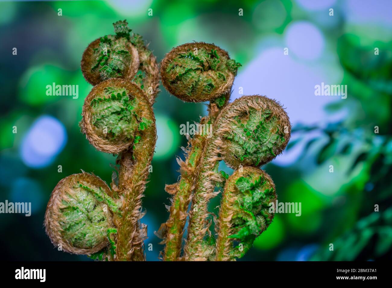 beautiful spring fern leaves background Stock Photo - Alamy