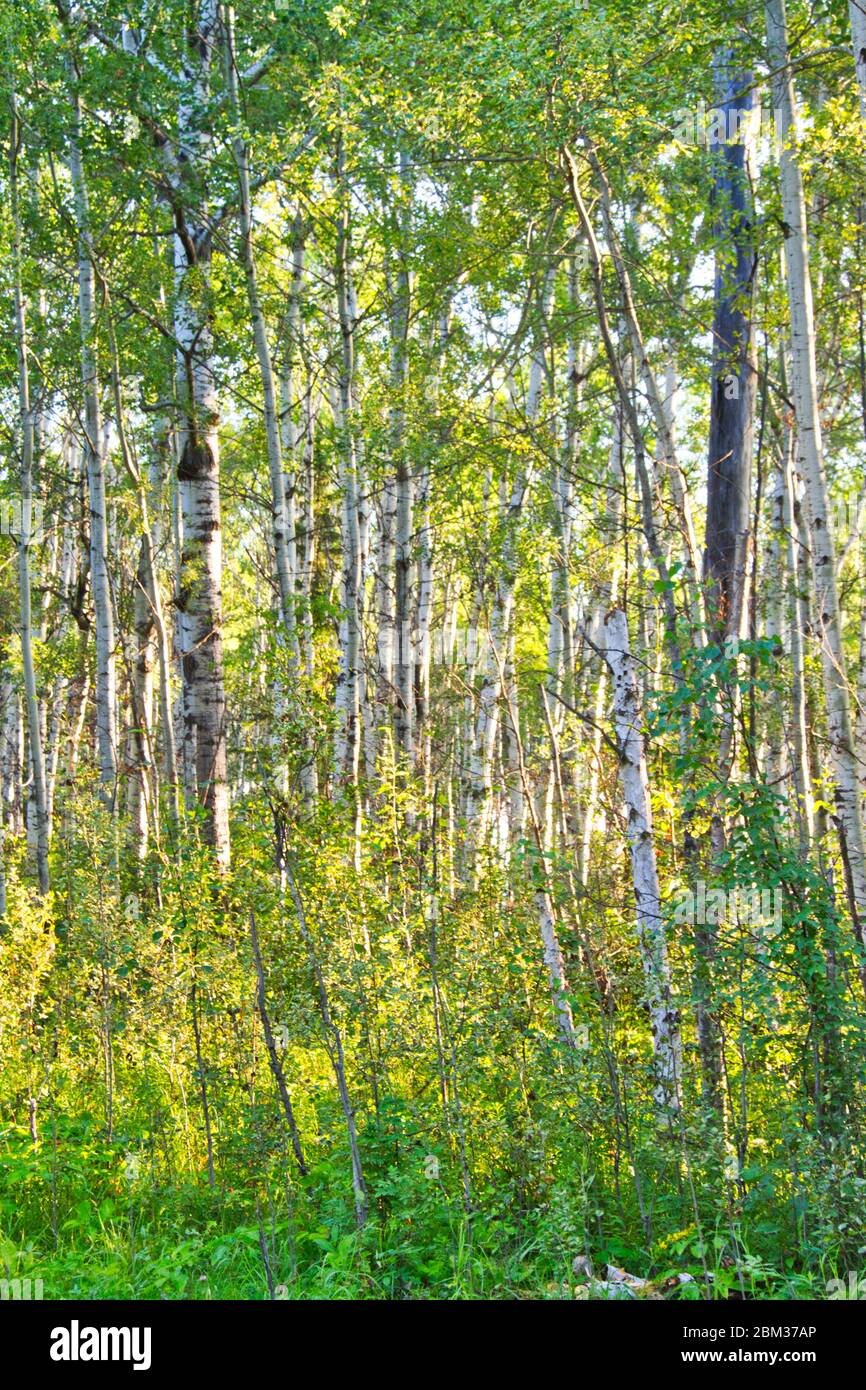 Canada saskatchewan aspen forest hi-res stock photography and images ...