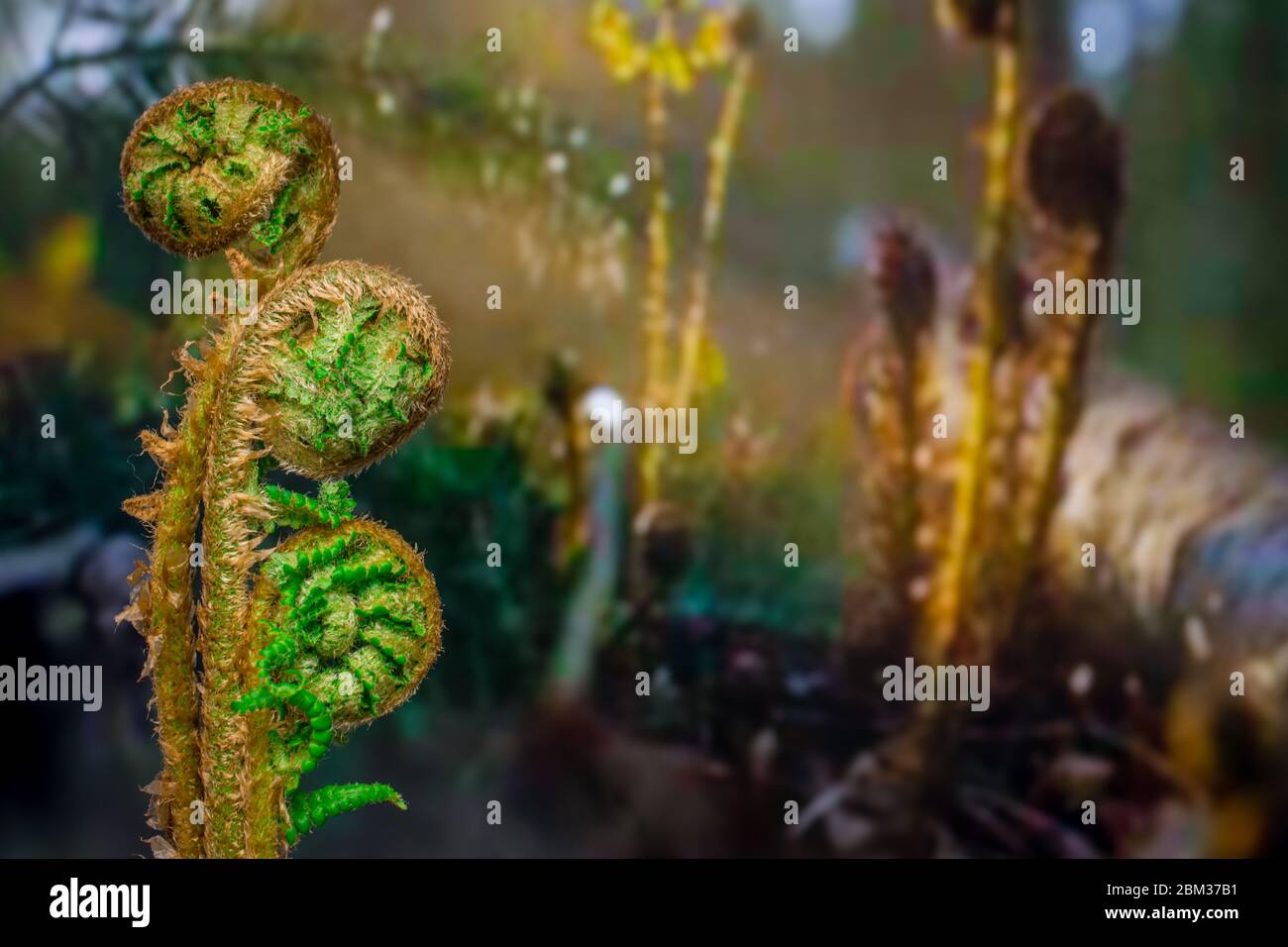 beautiful spring fern leaves background Stock Photo - Alamy