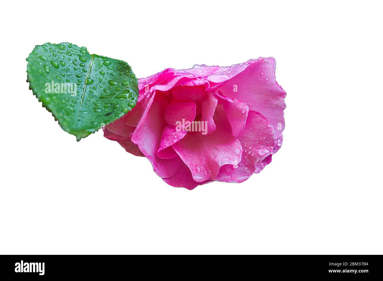 Wet flower petals Cut Out Stock Images & Pictures - Alamy