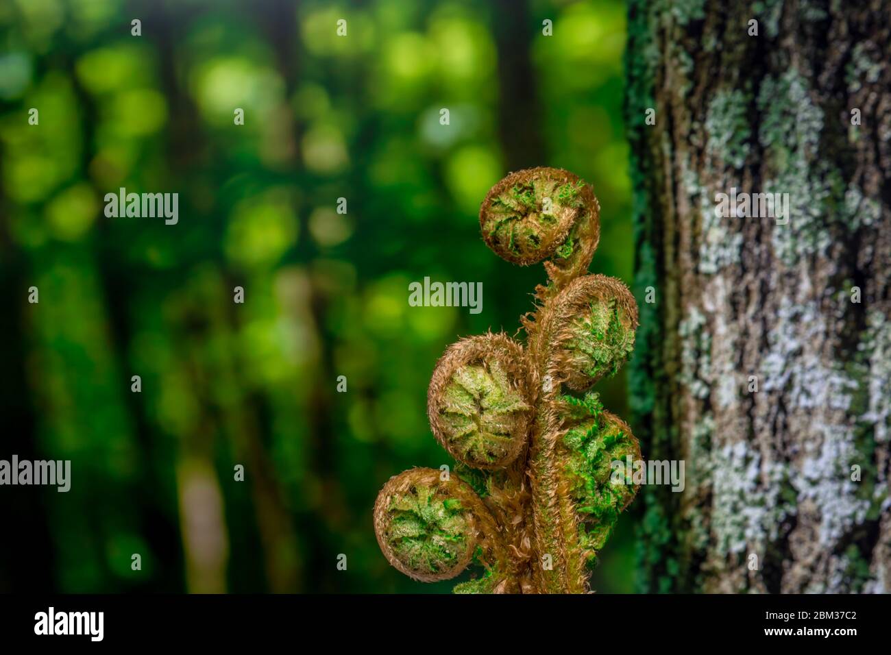 beautiful spring fern leaves background Stock Photo - Alamy