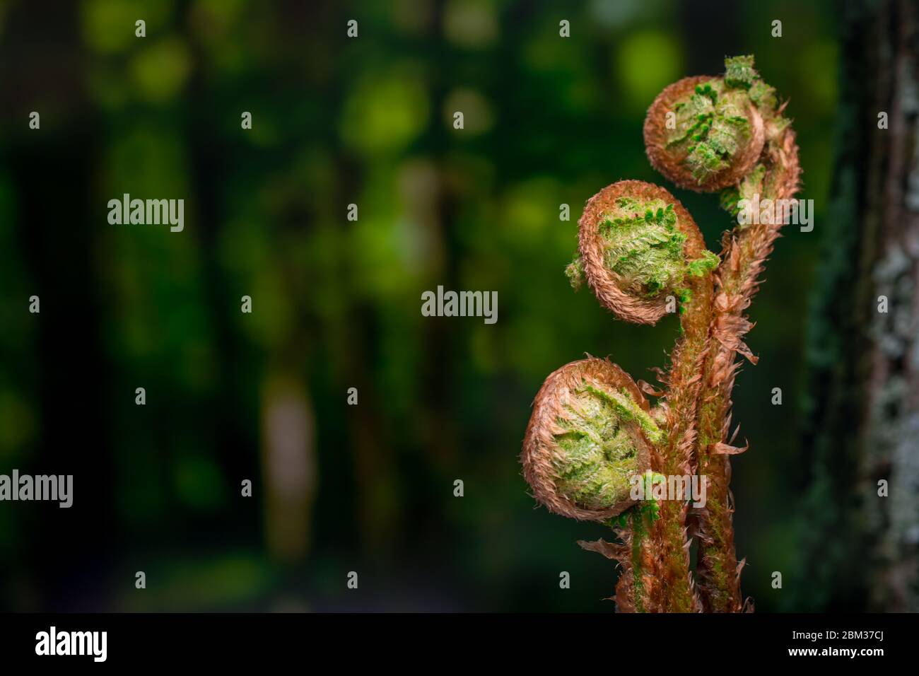 beautiful spring fern leaves background Stock Photo - Alamy