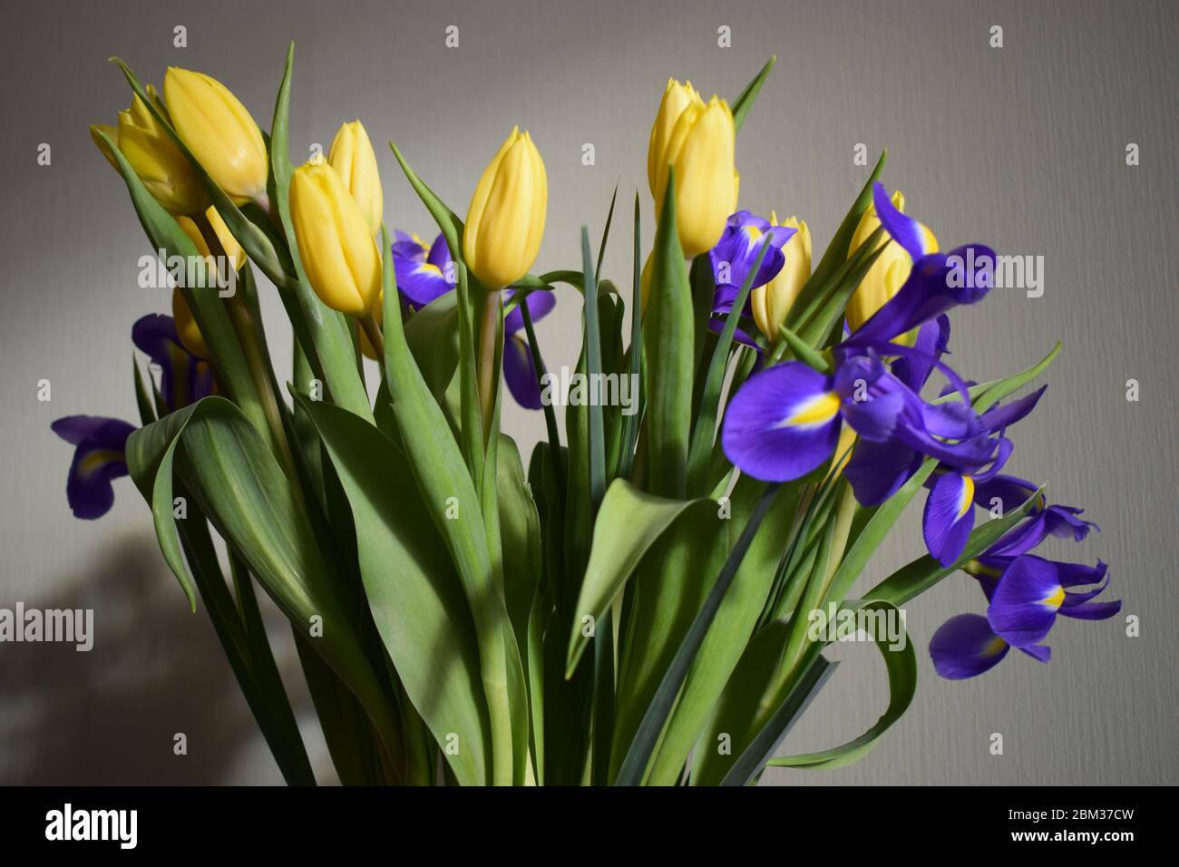 Yellow fresh tulip and blue irisis. Flowers over stucco background ...
