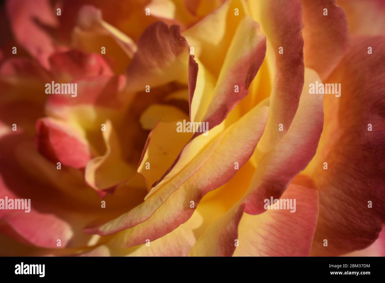 Floribunda, Rose, noble rose. Yellow and Orange Rose plants. A Plant ...