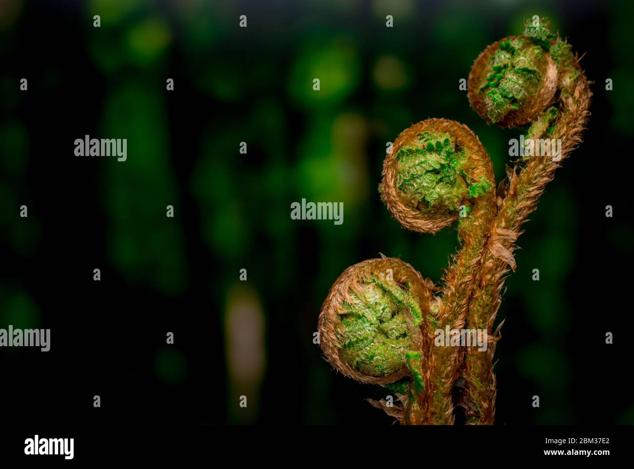 beautiful spring fern leaves background Stock Photo - Alamy