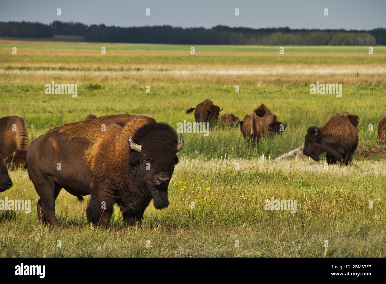 A herd of American Bison Stock Photo - Alamy
