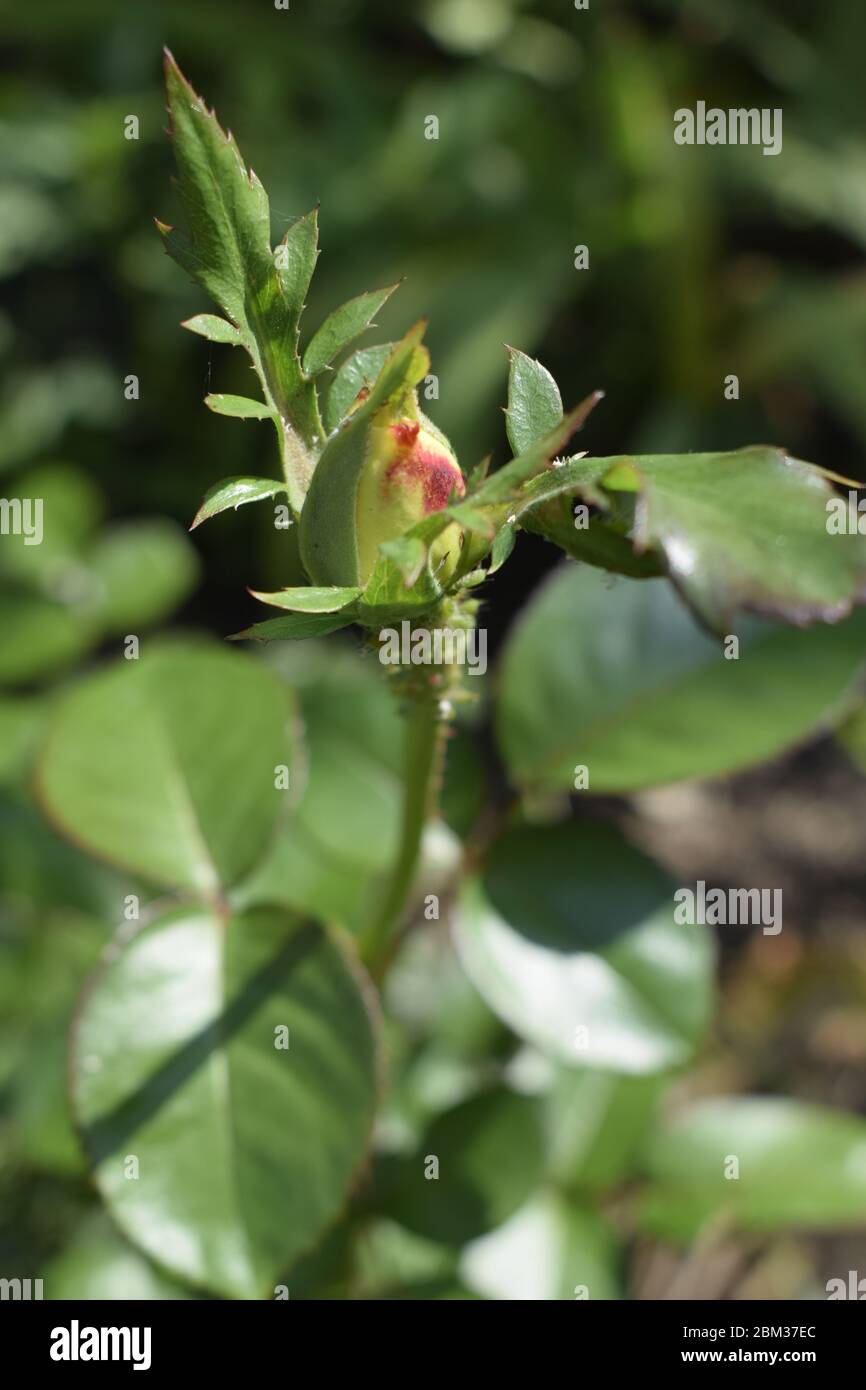 Floribunda, Rose, noble rose. Yellow and Orange Rose plants. A Plant ...