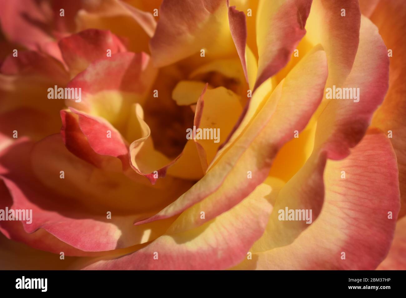 Floribunda, Rose, noble rose. Yellow and Orange Rose plants. A Plant ...