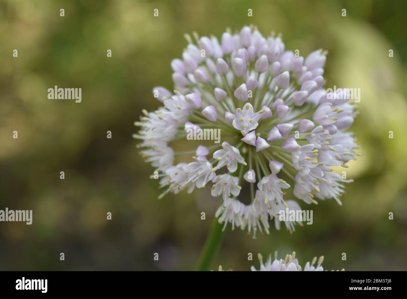 Allium polyanthum hi-res stock photography and images - Alamy