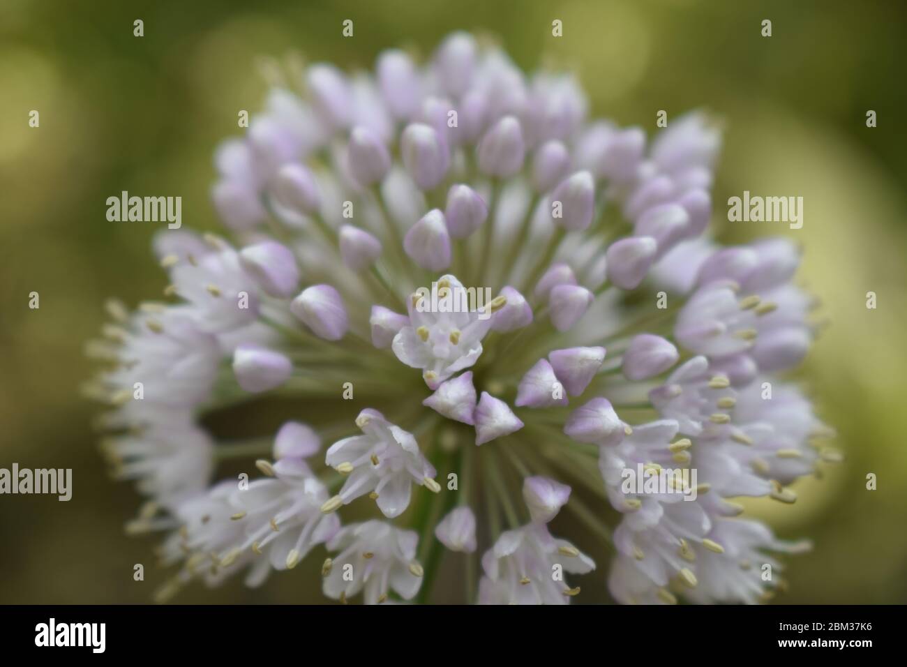 Allium polyanthum onions hi-res stock photography and images - Alamy
