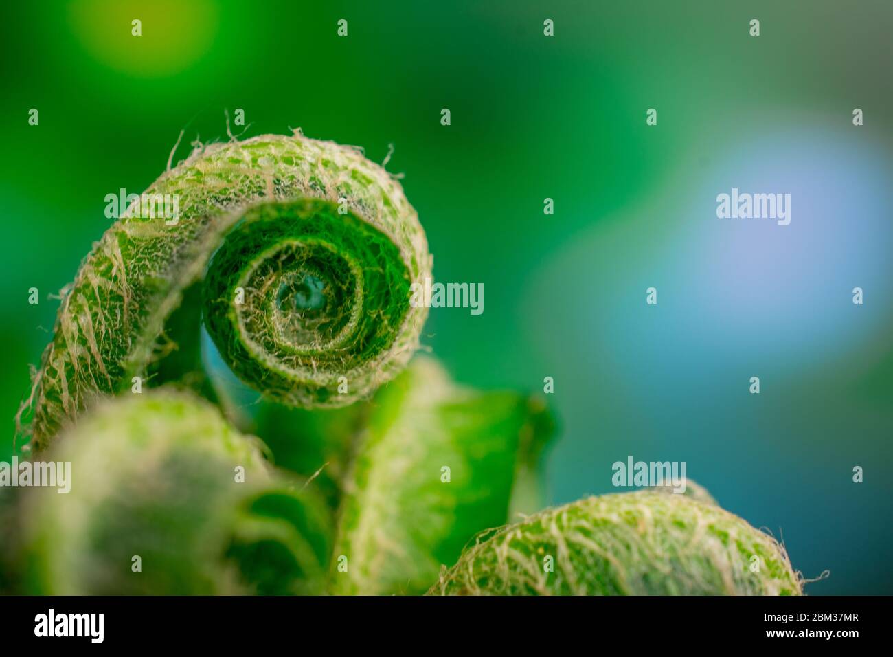 beautiful spring fern leaves background Stock Photo - Alamy
