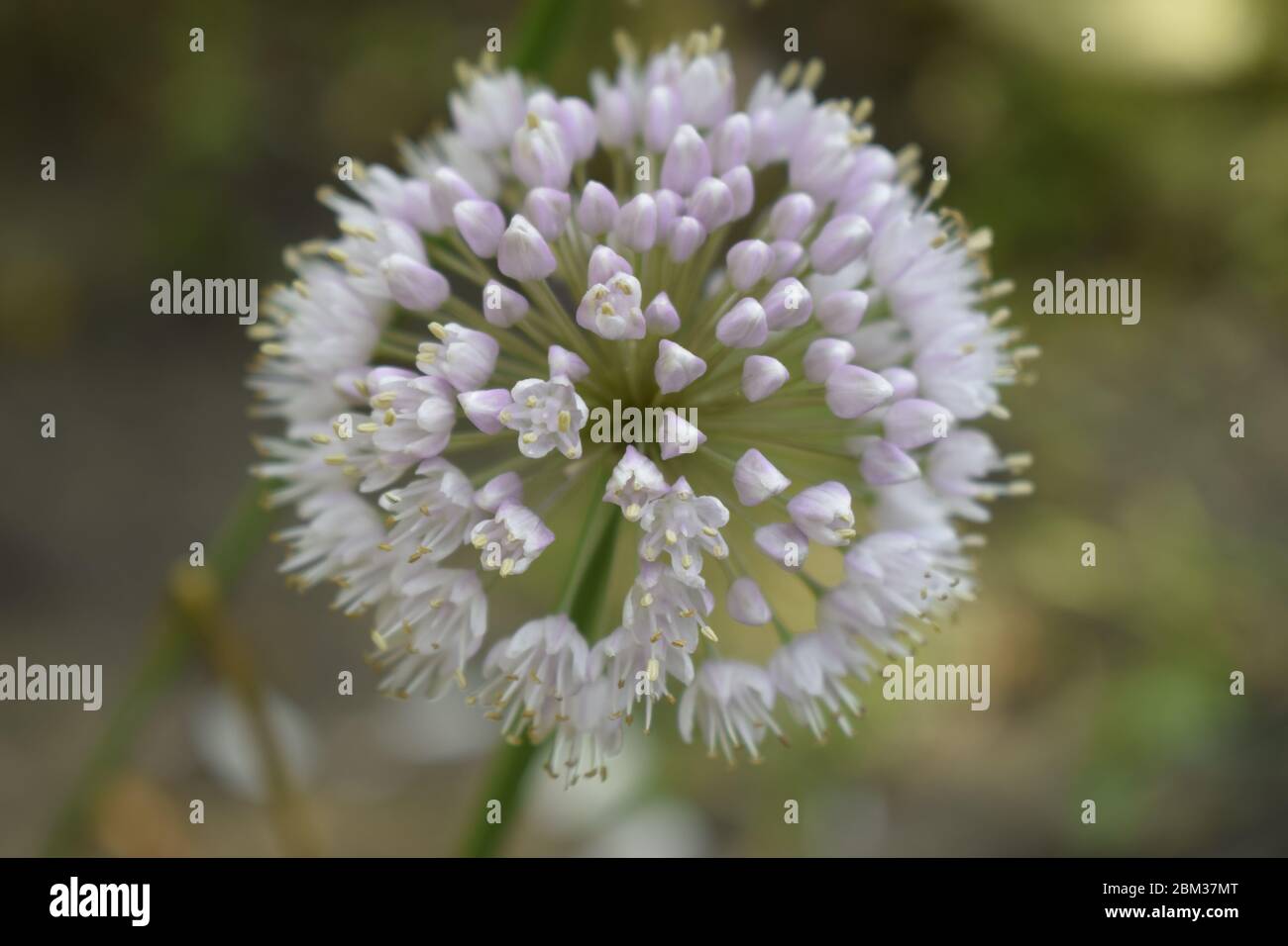 Allium polyanthum onions hi-res stock photography and images - Alamy