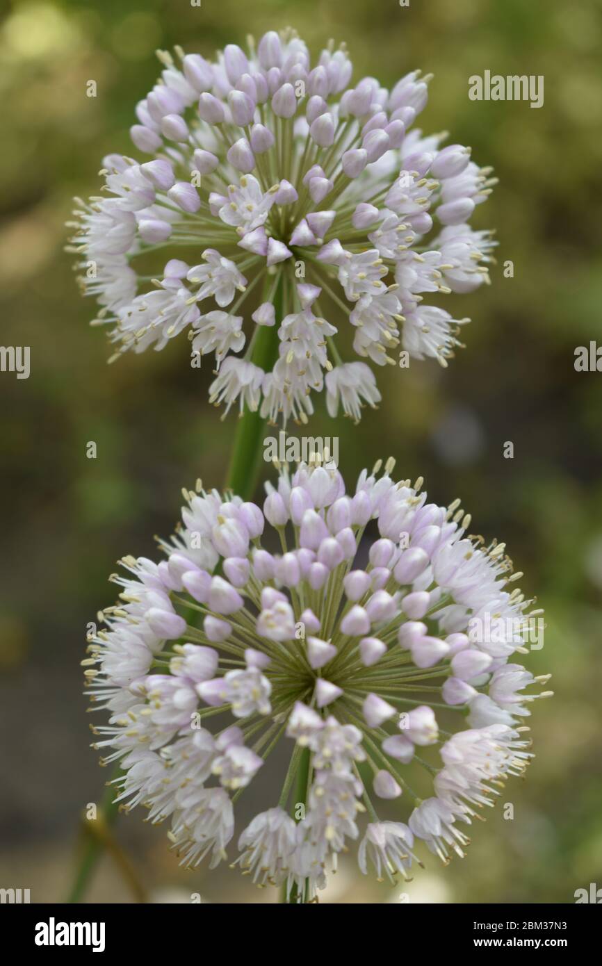 Allium polyanthum onions hi-res stock photography and images - Alamy
