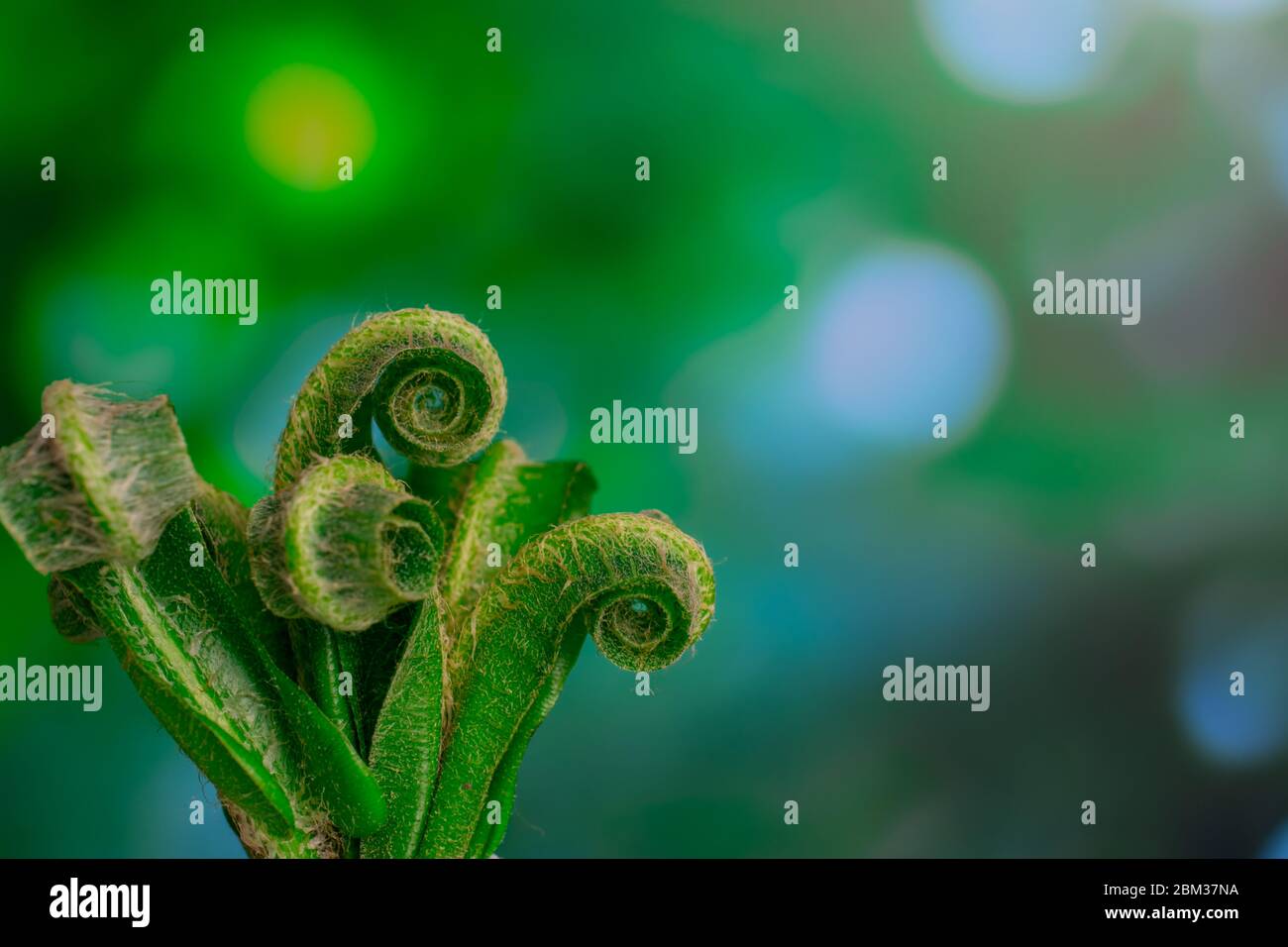 Fern leaves heart hi-res stock photography and images - Alamy
