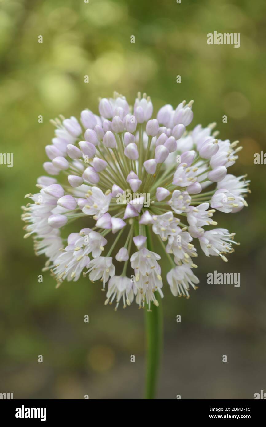 Allium polyanthum hi-res stock photography and images - Alamy