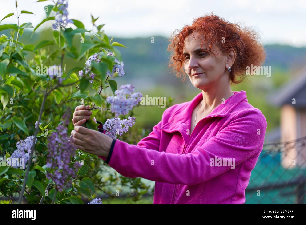 Woman lilac flower mature hi-res stock photography and images - Alamy