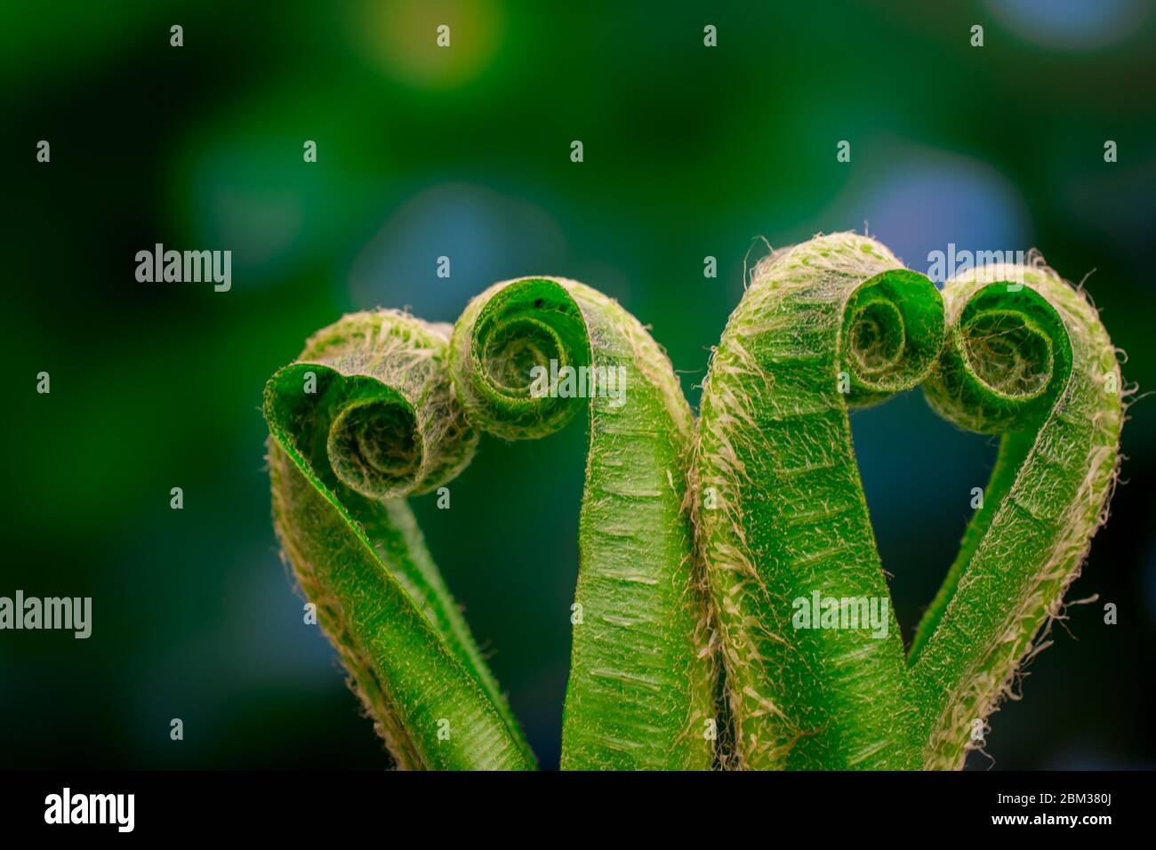 beautiful spring fern leaves background Stock Photo - Alamy