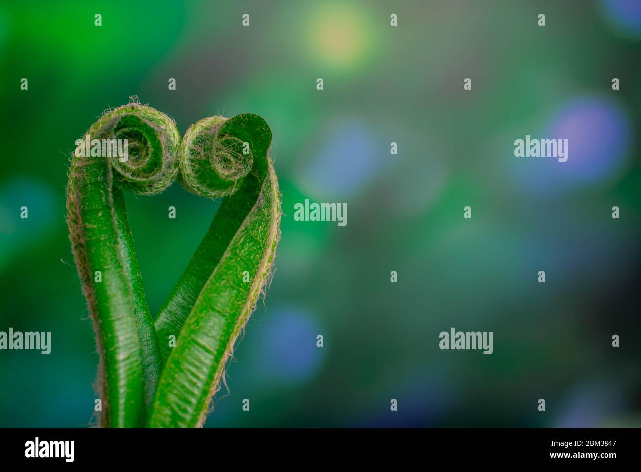 beautiful spring fern leaves background Stock Photo - Alamy