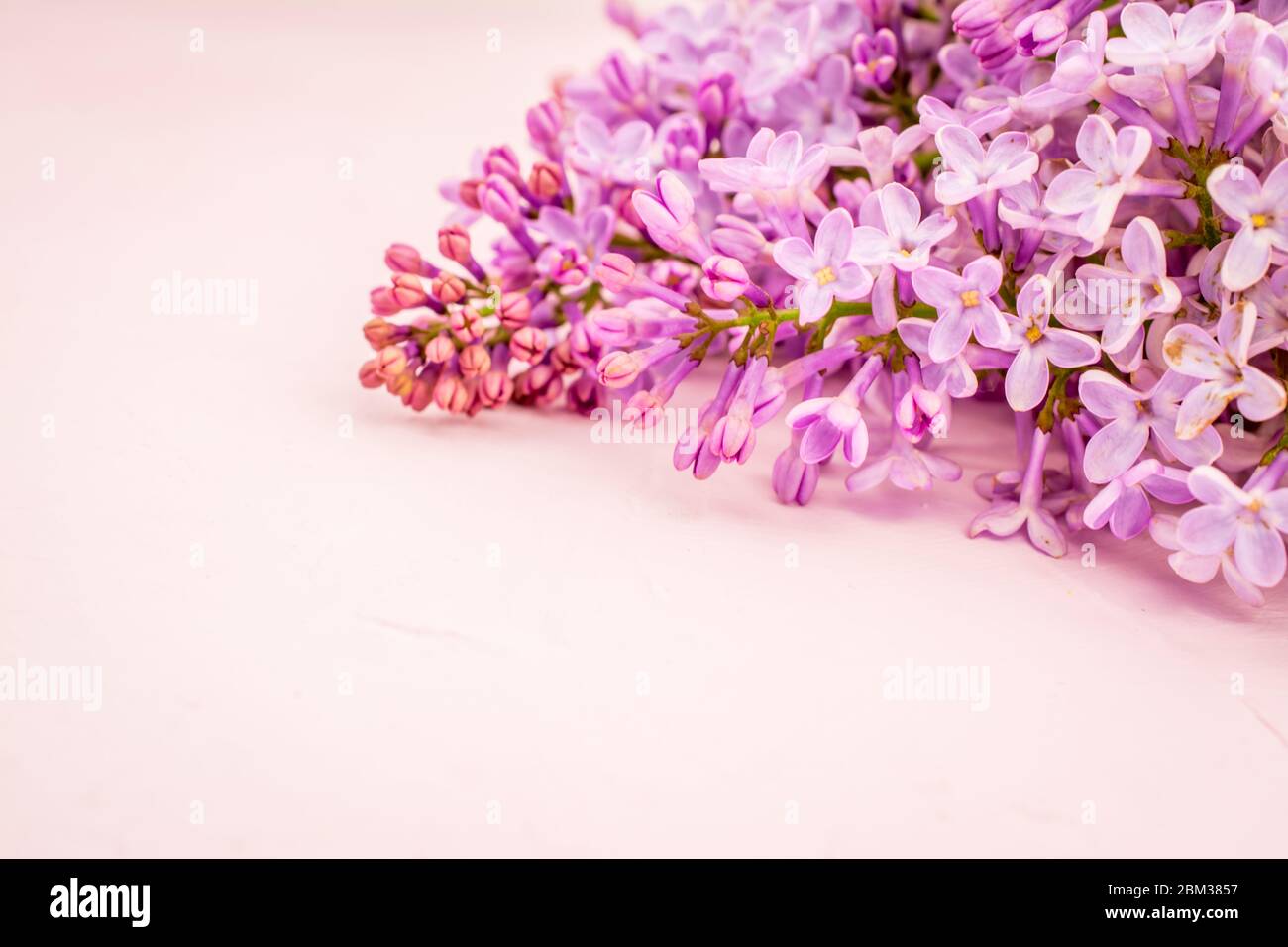 beautiful spring lilac flowers Stock Photo - Alamy
