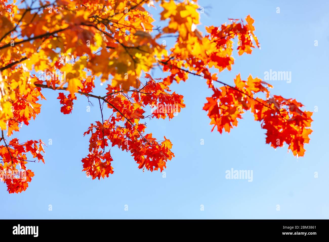 Maple tree tree nature park with branches of trees bright hi-res stock photography and images ...