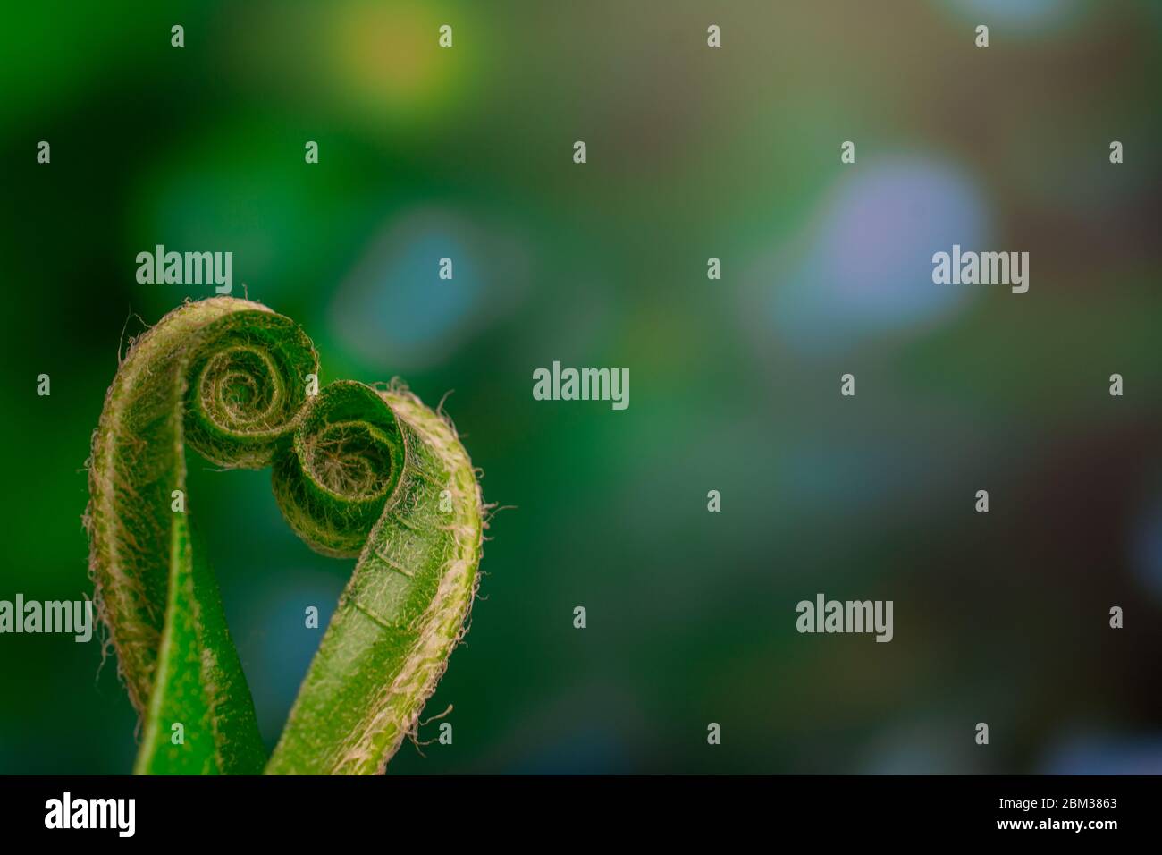 beautiful spring fern leaves background Stock Photo - Alamy