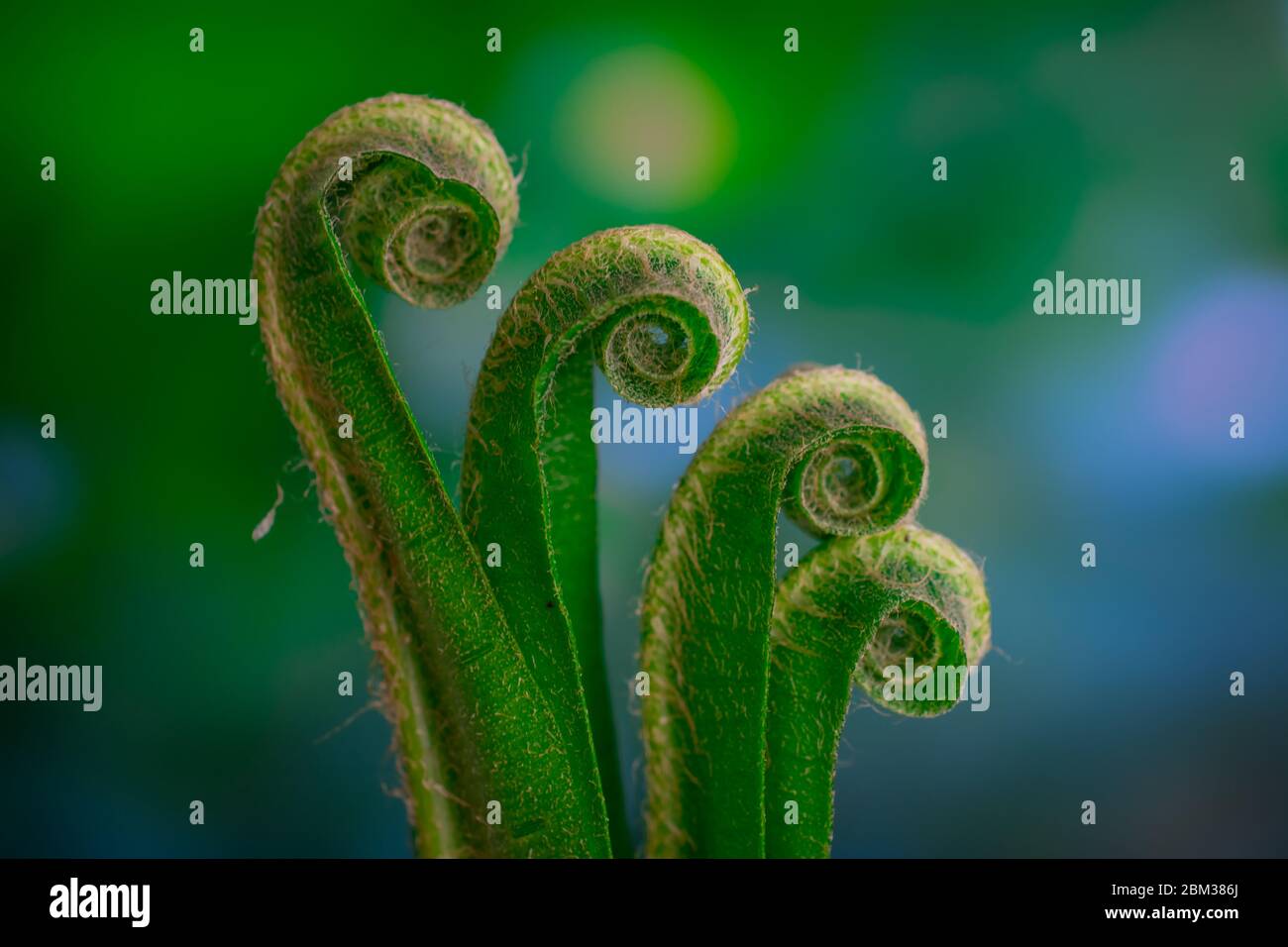 beautiful spring fern leaves background Stock Photo - Alamy