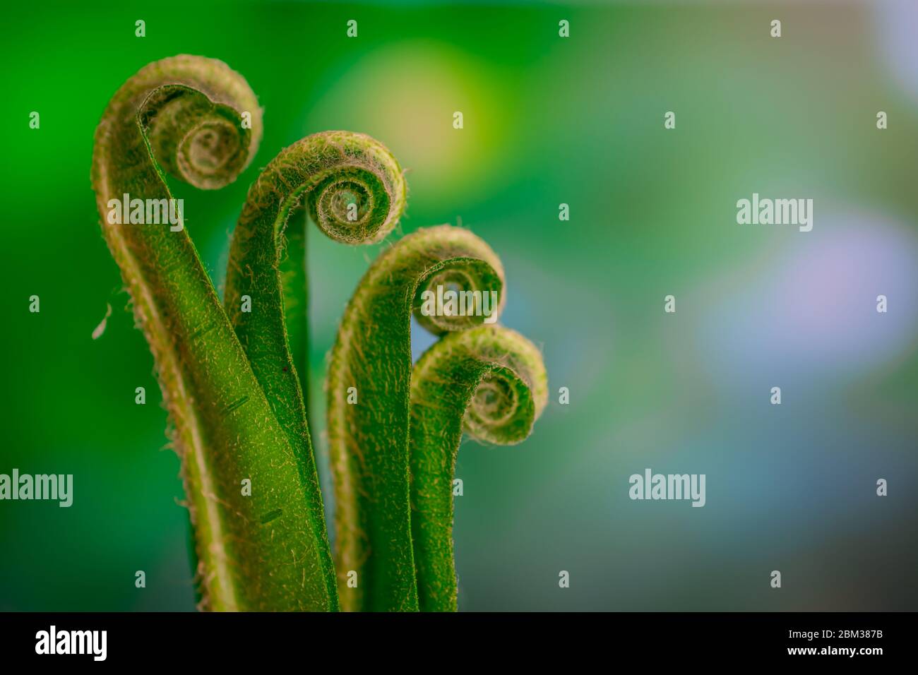 beautiful spring fern leaves background Stock Photo - Alamy
