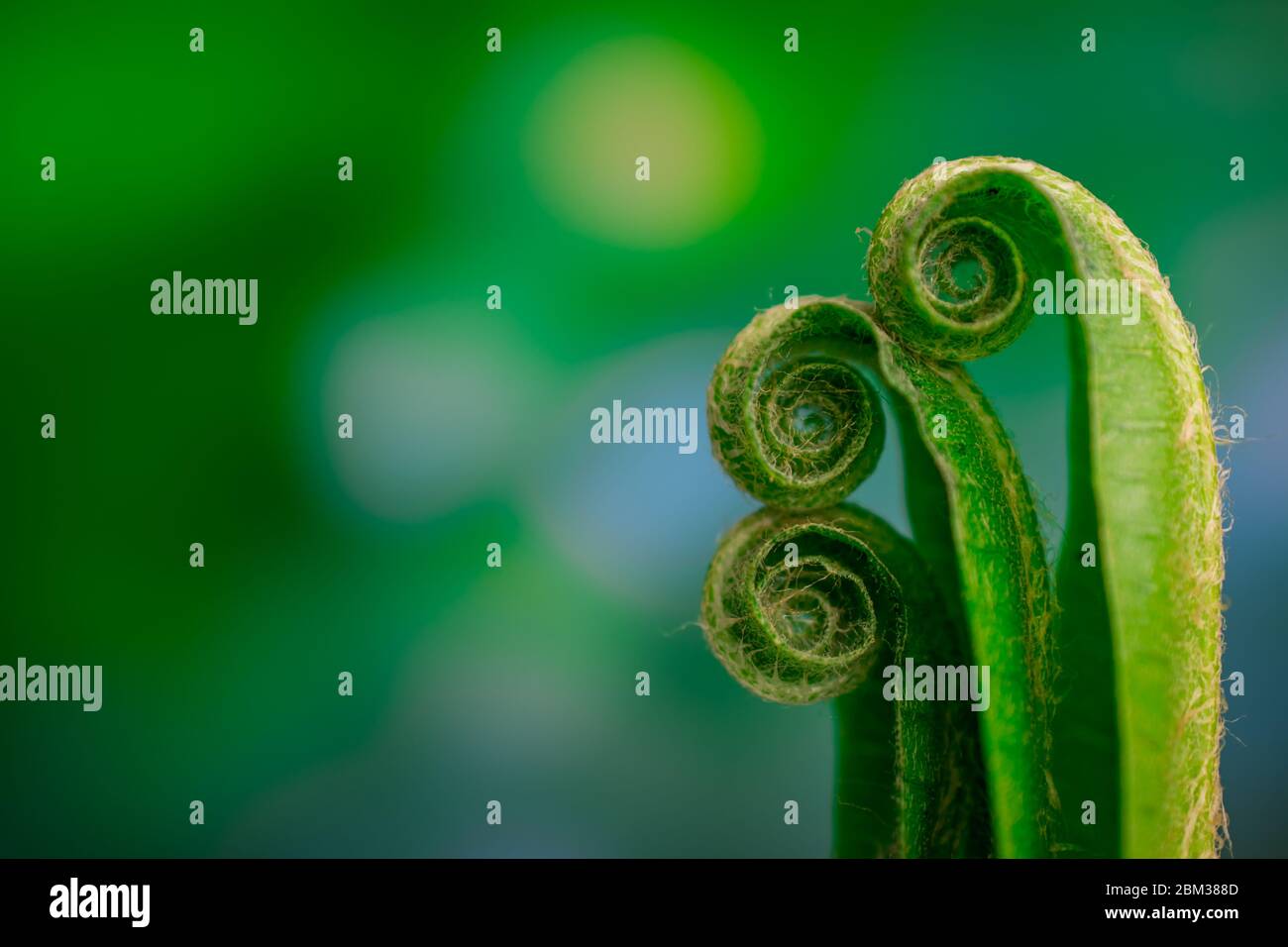 beautiful spring fern leaves background Stock Photo - Alamy