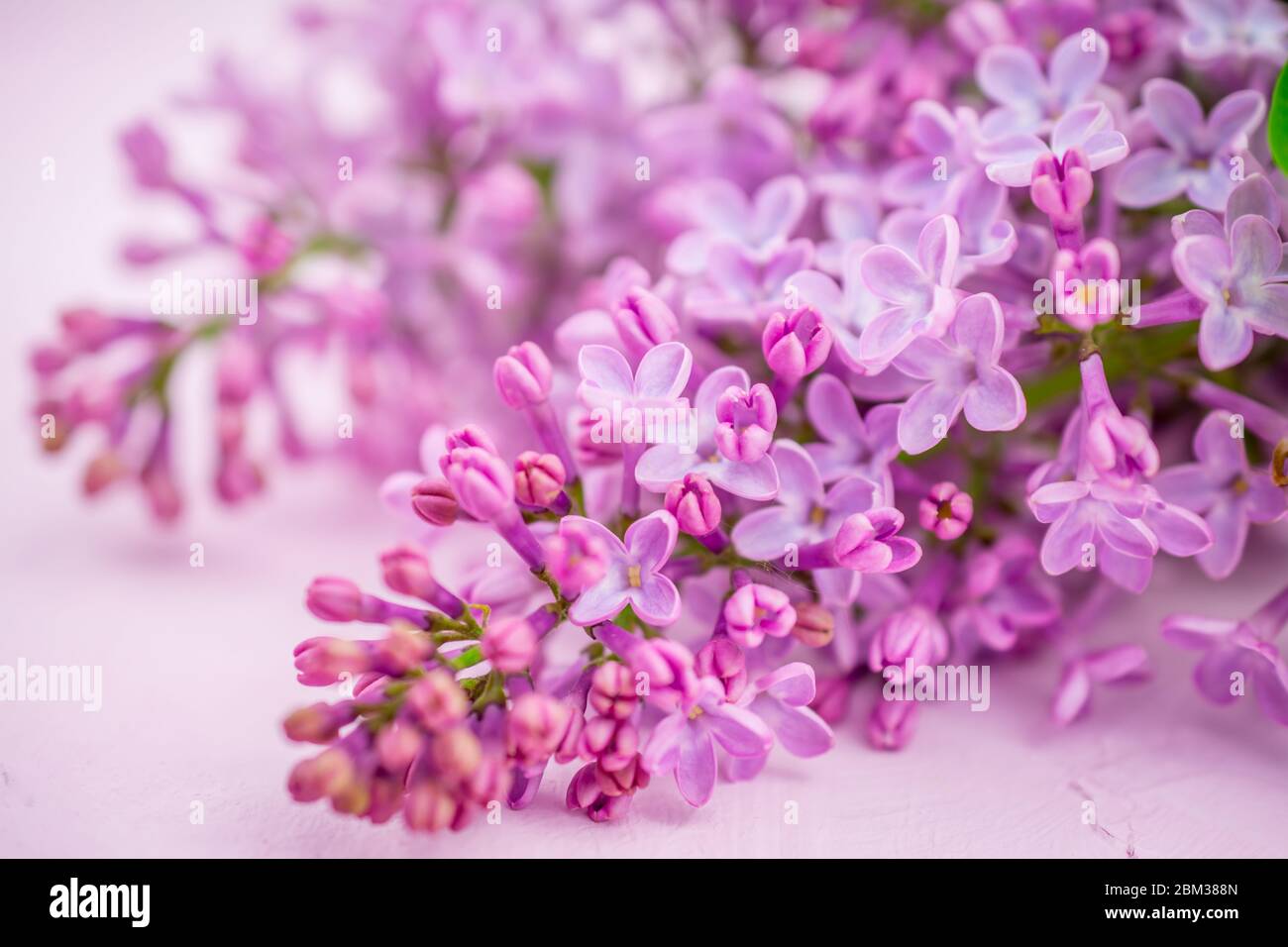 beautiful spring lilac flowers Stock Photo - Alamy
