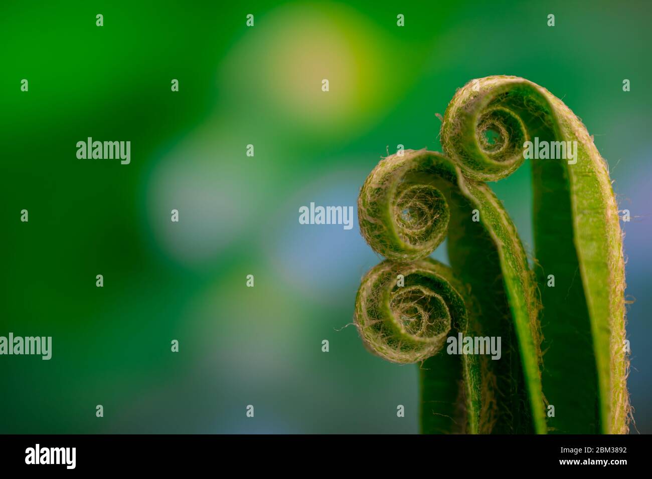 beautiful spring fern leaves background Stock Photo - Alamy