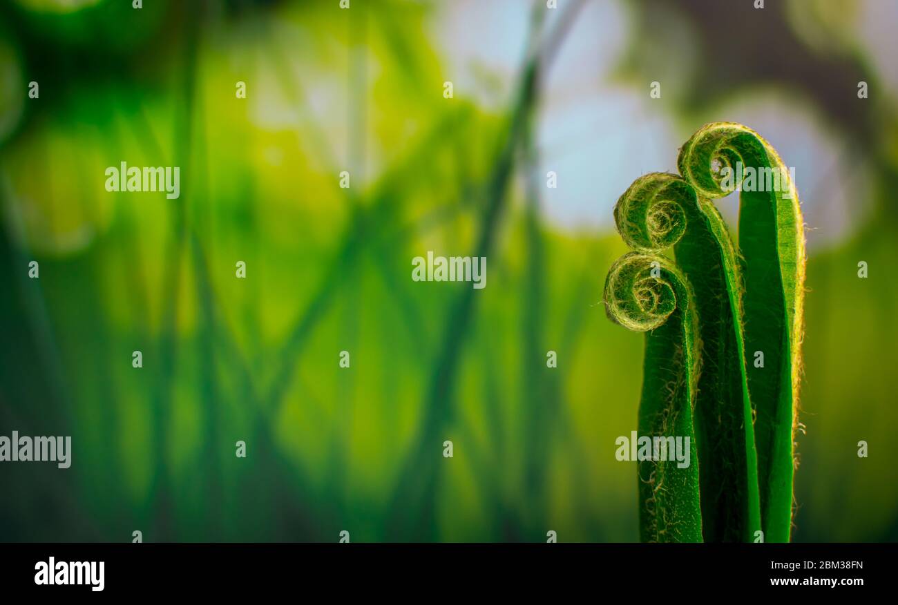 beautiful spring fern leaves background Stock Photo - Alamy