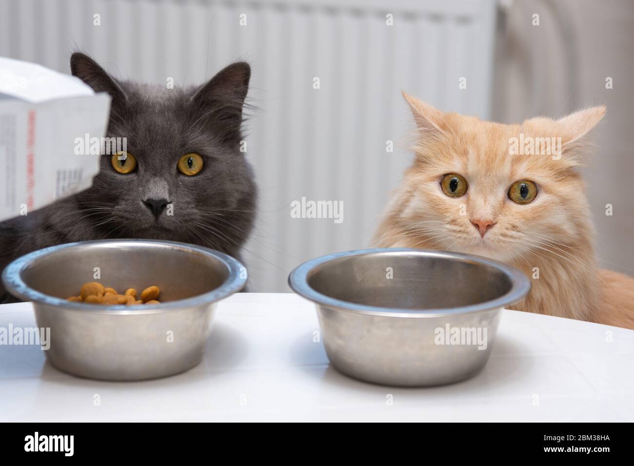 Hungry cats hi-res stock photography and images - Alamy
